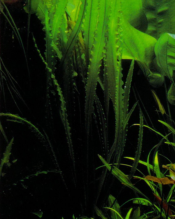 Форум аквариумистов • Просмотр темы - Тенелюбивые аквариумные растения.
