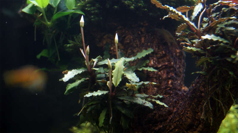 Форум аквариумистов • Просмотр темы - Тенелюбивые аквариумные растения.