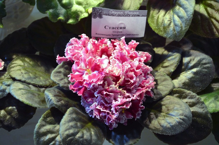 См Стассия Фиалка Фото – Telegraph