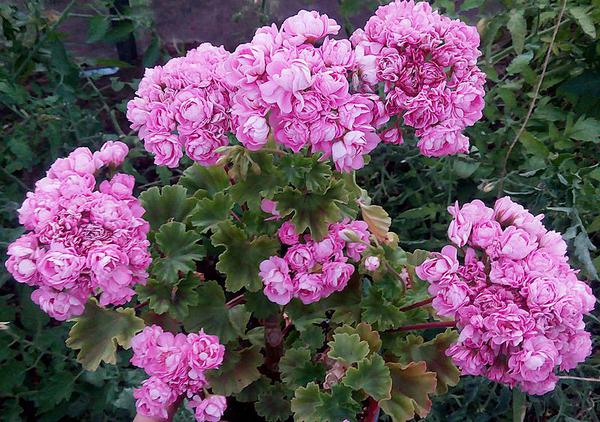 Пеларгония Anita Фото И Описание – Telegraph