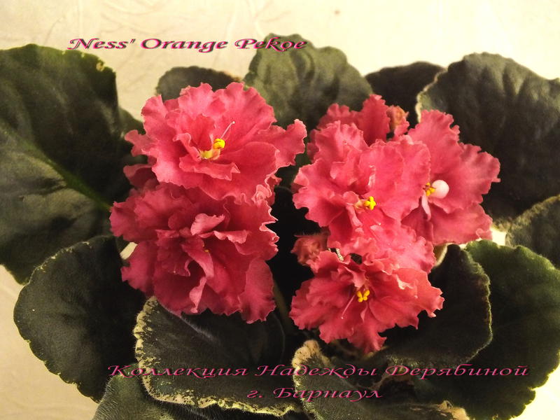 Фиалка Оранж Пекое Фото И Описание – Telegraph