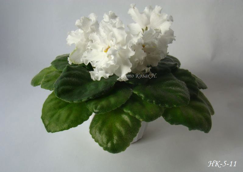 Фиалка Принцесса Лебедь Фото И Описание – Telegraph