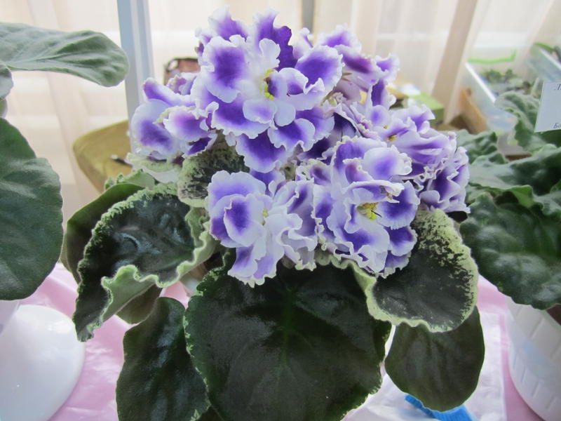 Фиалка Летние Сумерки Фото И Описание Сорта – Telegraph