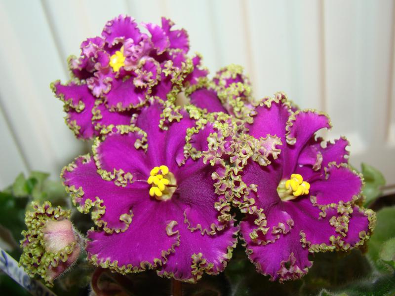 Фиалка Эсмеральда Люкс Фото И Описание – Telegraph