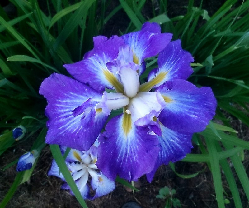 Ирис Японский Фото И Описание – Telegraph