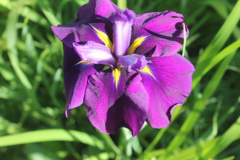 Ирис Японский Фото И Описание – Telegraph