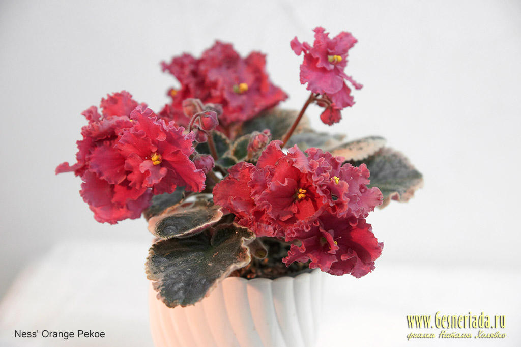 Фиалка Оранж Пекое Фото И Описание – Telegraph