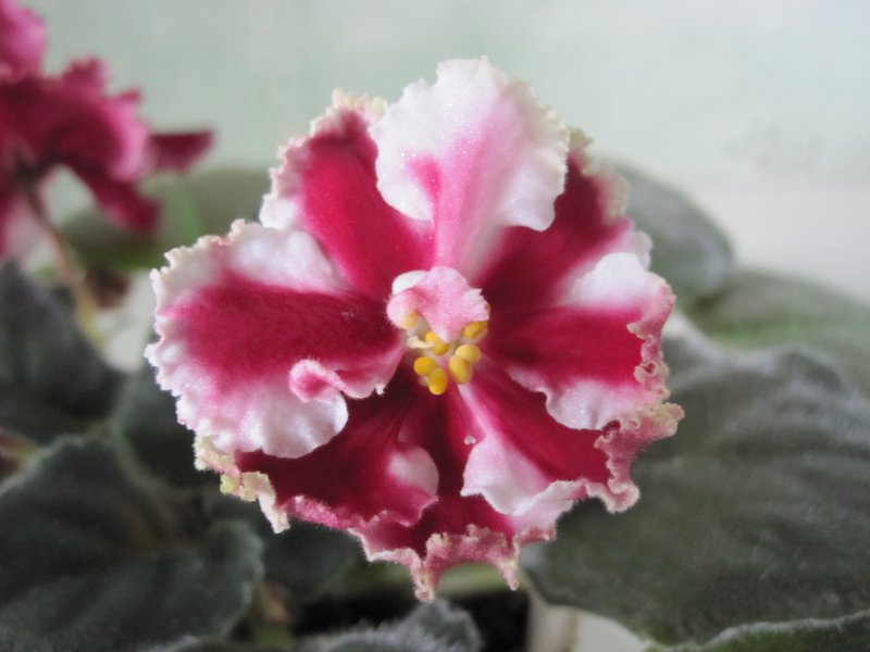 См Стассия Фиалка Фото – Telegraph