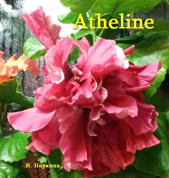 Atheline - Форум цветоводов Фрау Флора