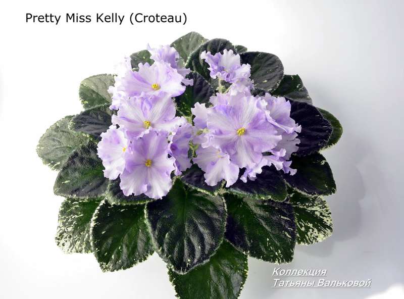 Virtual Violet :: Просмотр темы - Pretty Miss Kelly (Croteau)
