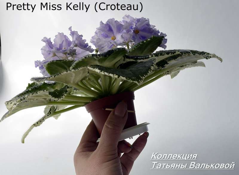 Virtual Violet :: Просмотр темы - Pretty Miss Kelly (Croteau)