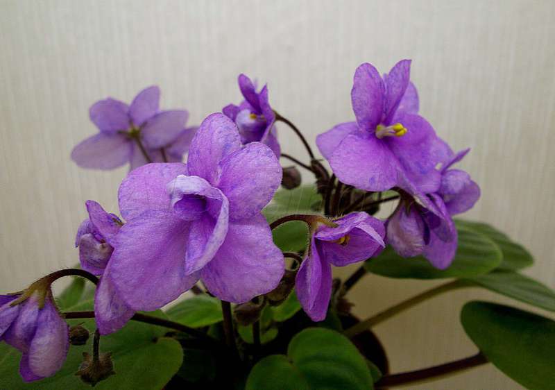 Virtual Violet :: Просмотр темы - Rob's Lilli Pilli (R.Robinson)