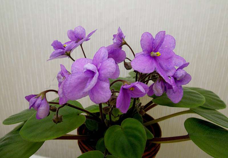 Virtual Violet :: Просмотр темы - Rob's Lilli Pilli (R.Robinson)