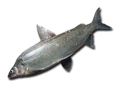 Муксун • Рыбы • РУССКАЯ РЫБАЛКА