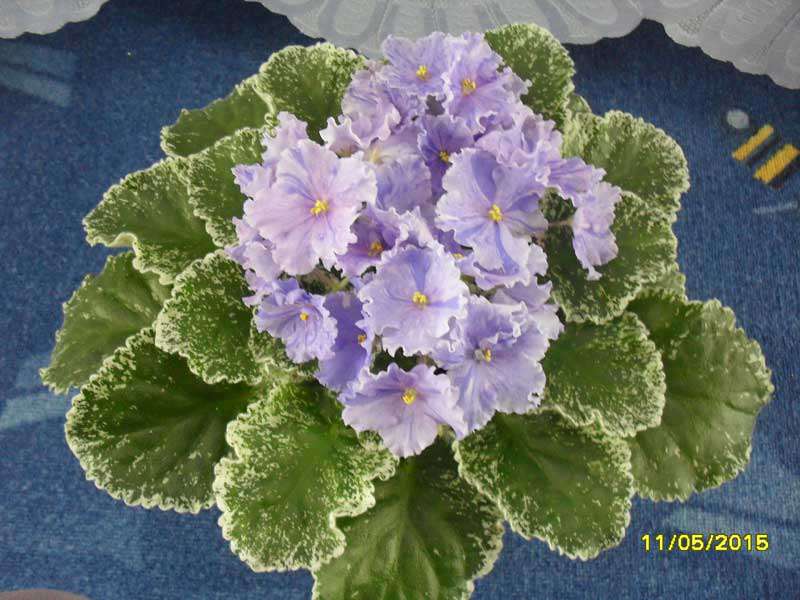 Virtual Violet :: Просмотр темы - Pretty Miss Kelly (Croteau)