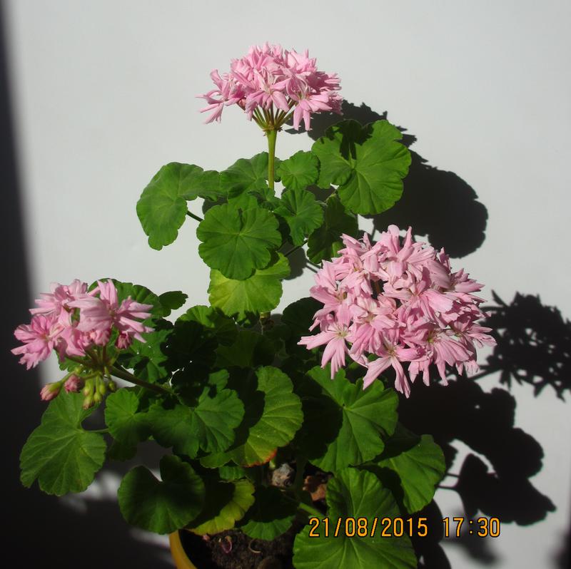 'Mrs. Salter Bevis' - Страница 2 - Форум цветоводов Фрау Флора