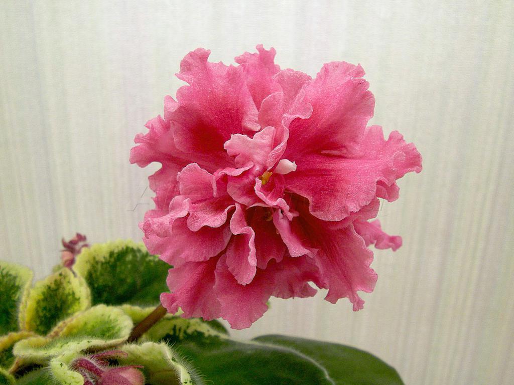 Virtual Violet :: Просмотр темы - ЛЕ-Людмила (Е.Лебецкая)