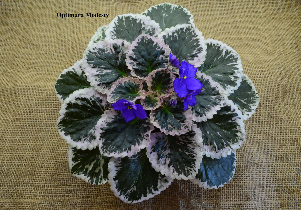 Virtual Violet :: Просмотр темы - Optimara Modesty (Holtkamp)