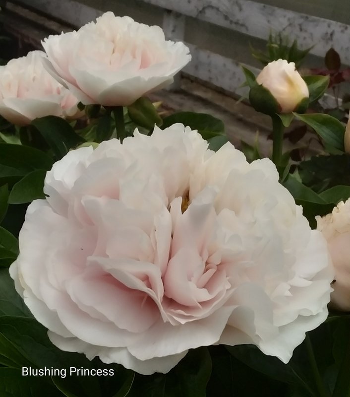 Пионы травянистые - Страница 807 - Форум Дачный ответ Галактики